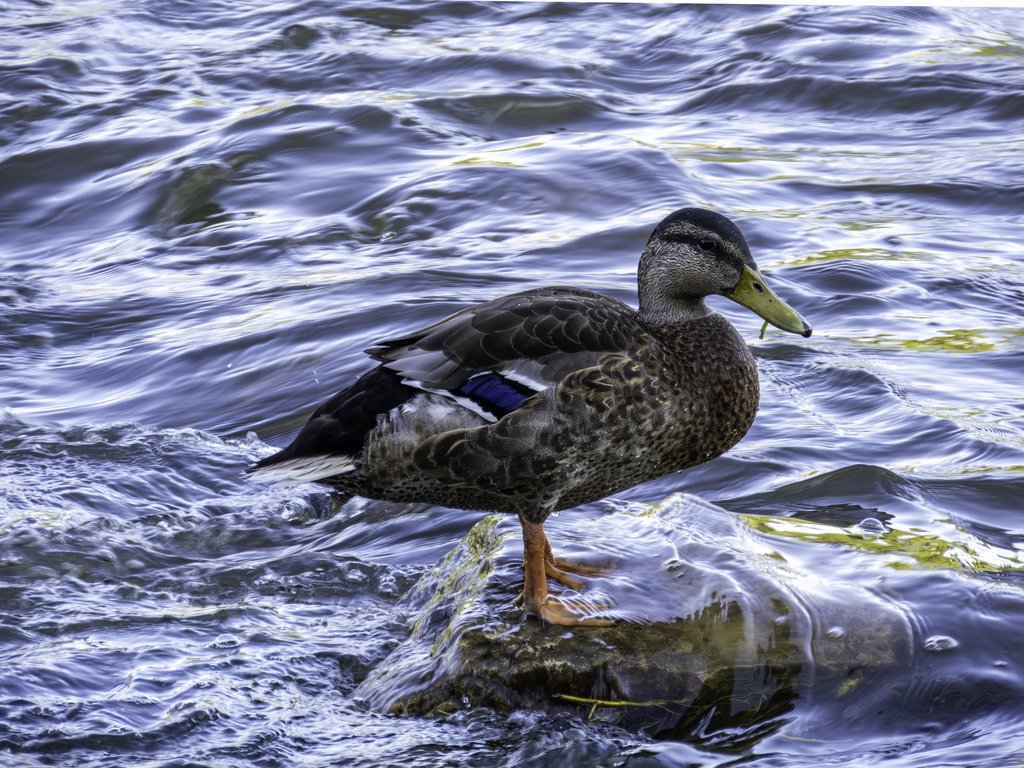 Mallard from Cambridge, ON, Canada on July 30, 2023 at 08:07 AM by ...