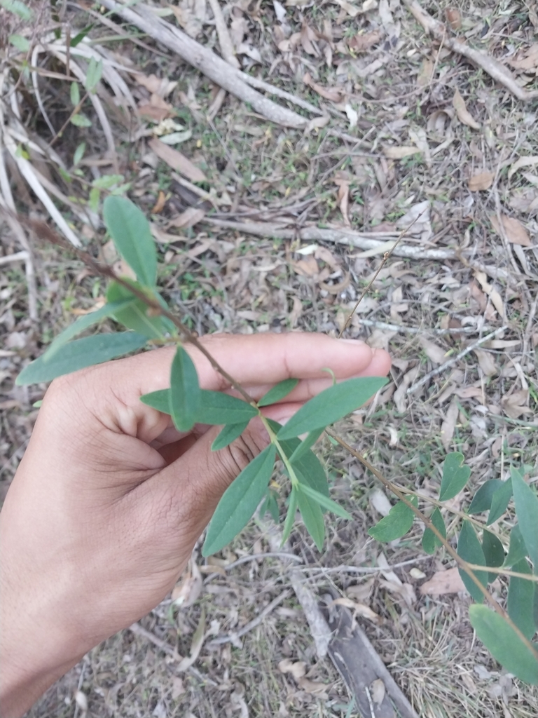 Bootlace Plant from Banks Street Reserve on July 30, 2023 at 03:31 PM ...