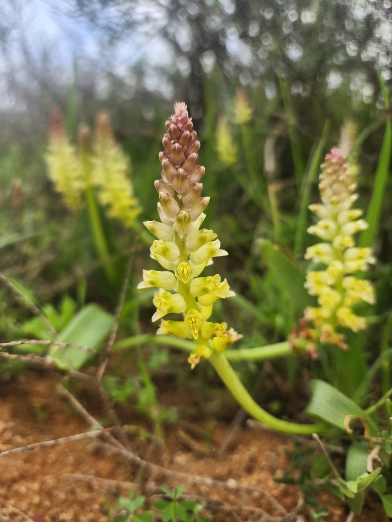 Pale Viooltjie from Malmesbury, 7300, South Africa on July 30, 2023 at ...