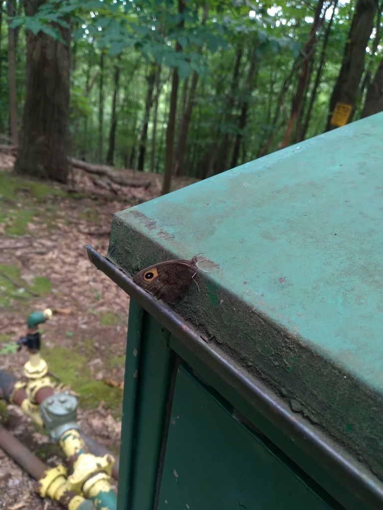 Common Wood-Nymph from IUP College Lodge on July 30, 2023 at 03:47 PM ...