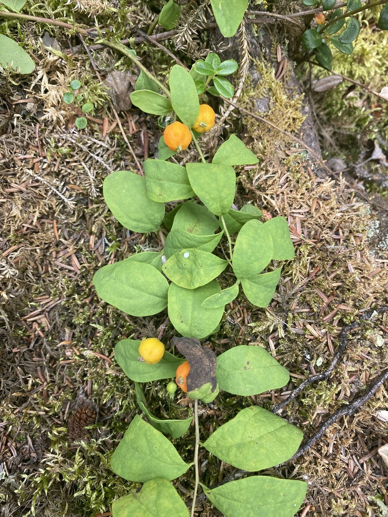 Northern Comandra from Fairbanks, AK, US on July 30, 2023 at 12:20 PM ...