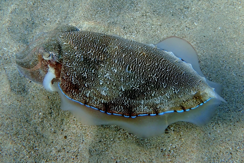 Pharaoh Cuttlefish from Snoopy Island - Fujairah - United Arab Emirates ...