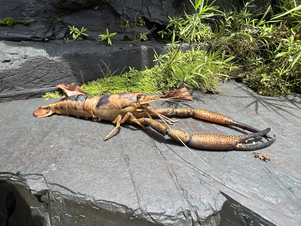 Bigclaw River Shrimp from El Yunque National Forest, Río Grande, Puerto ...