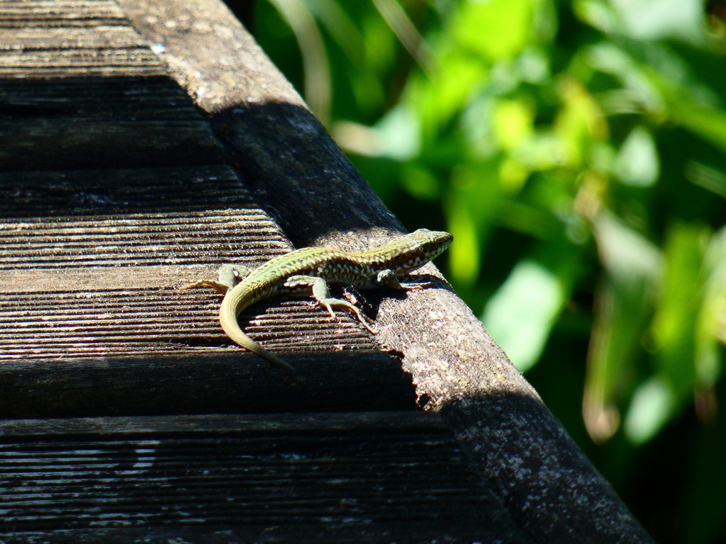 Green Iberian Wall Lizard from R. do Paúl 12, 2500-315 Caldas da Rainha ...