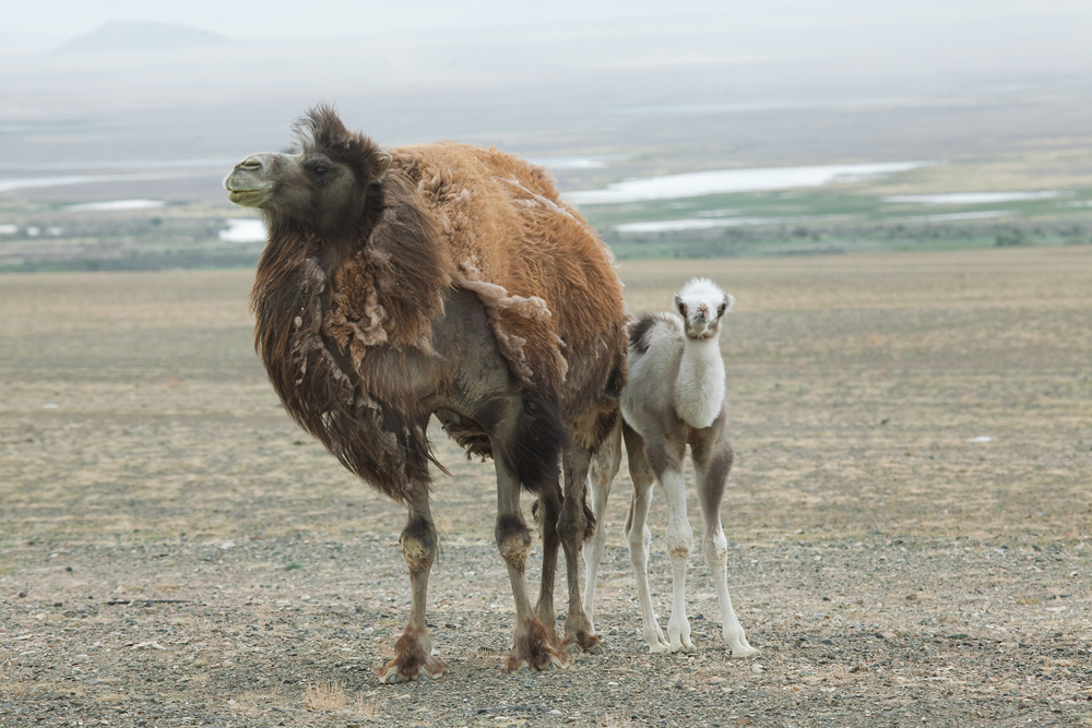 Domestic Bactrian Camel (Camelus bactrianus) - Know Your Mammals