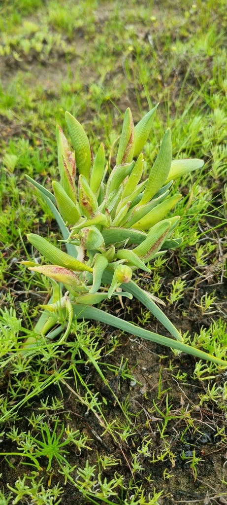 Starfish lily from West Coast, ZA-WC, ZA on July 30, 2023 at 03:15 PM ...