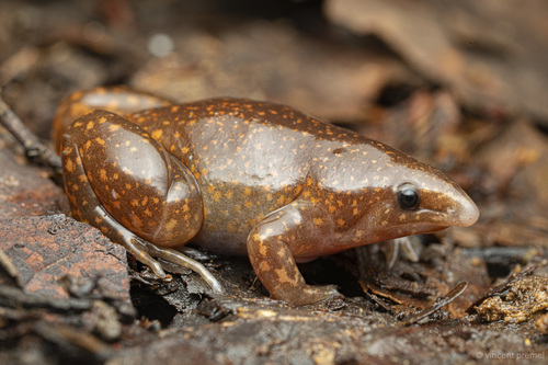 Género Synapturanus · iNaturalist Mexico
