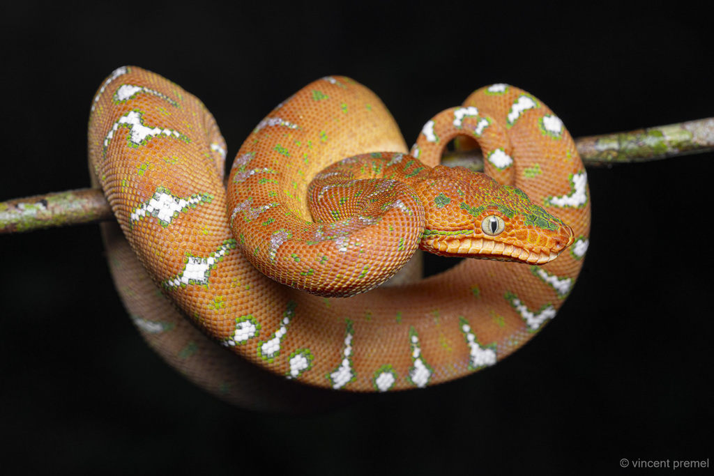 Snakes and Lizards (Squamata) - Snakes and Lizards