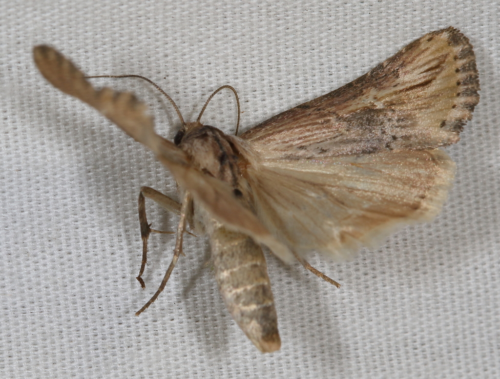 Verbena Moth from Southwest Corridor, Billings, MT 59101, USA on July ...