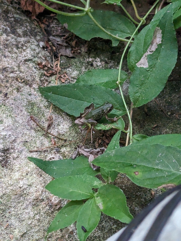 Japanese Tree Frog from 596-1 Kumanogawachō Ōyama, Shingu, Wakayama 647 ...