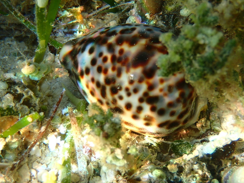 Tiger Cowry from Lau, Fiji on July 22, 2023 at 04:05 PM by Debra Baker ...