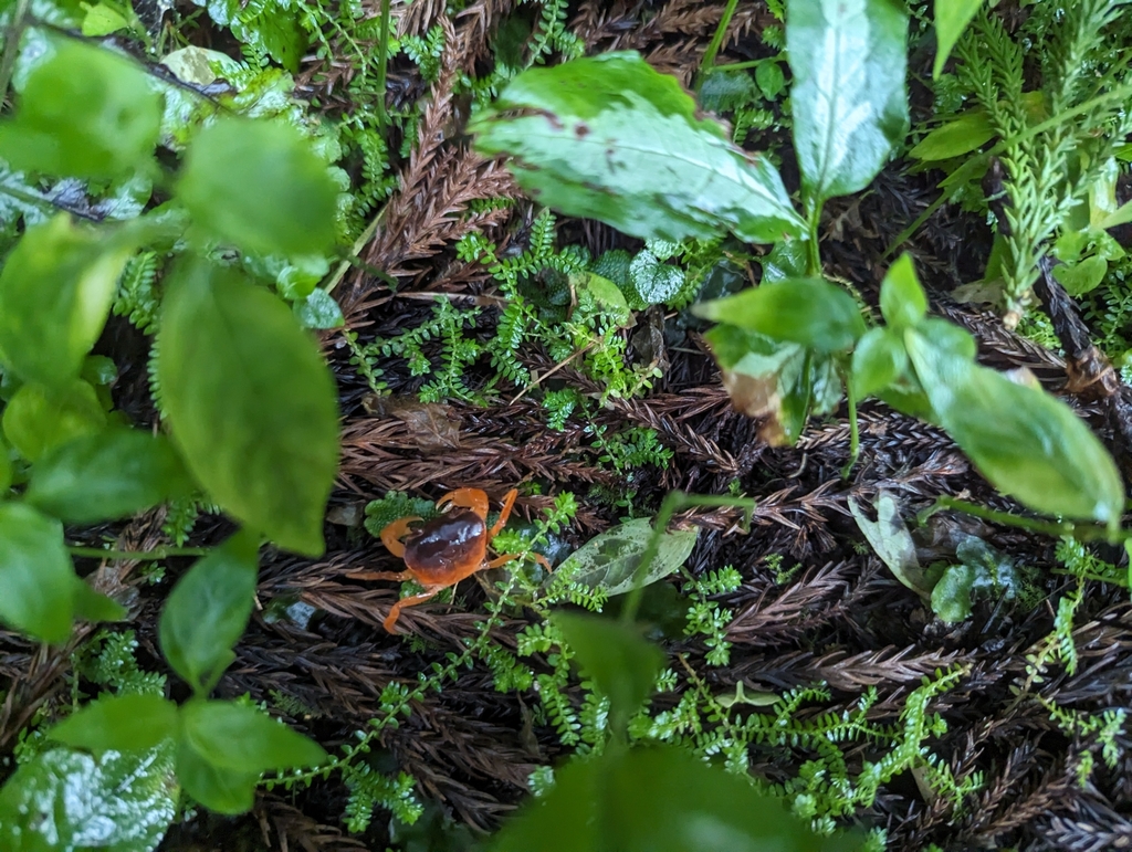 Japanese Freshwater Crab from 279 Hongūchō Fushiogami, Tanabe, Wakayama ...