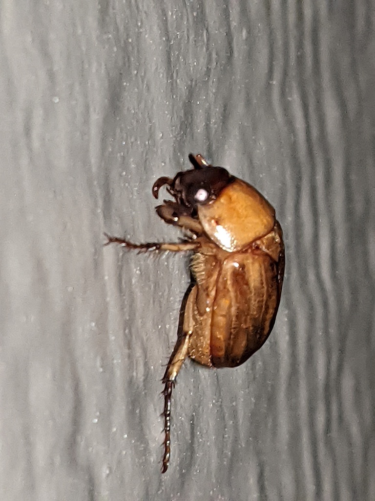 Southern Masked Chafer from Allen County, IN, USA on July 28, 2023 at ...