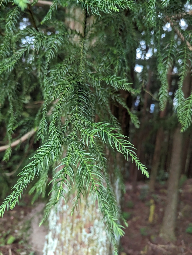 sugi from 647-1744, Japan on July 19, 2023 at 12:35 PM by Jamie Fearon ...