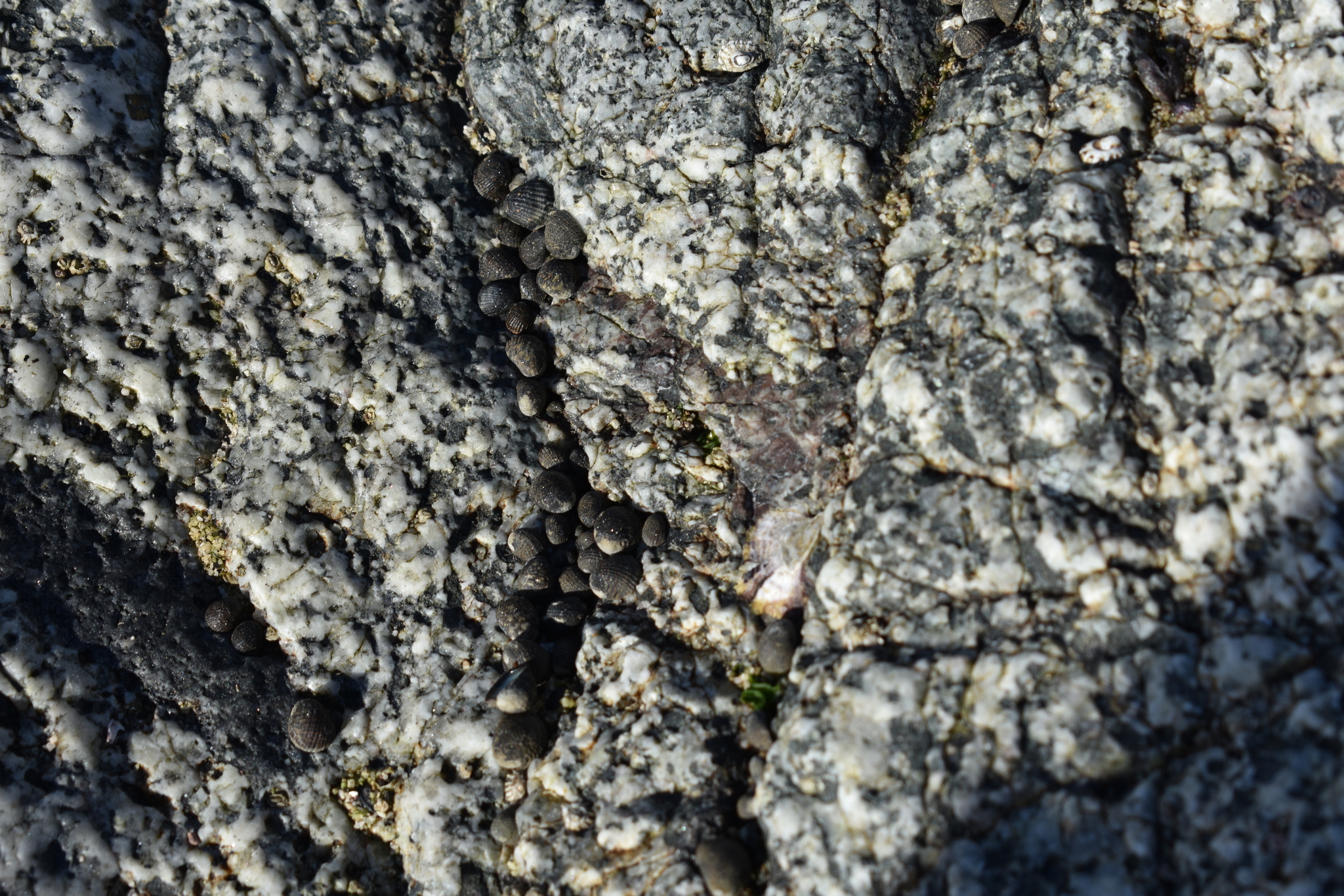 Nerita funiculata Menke, 1850