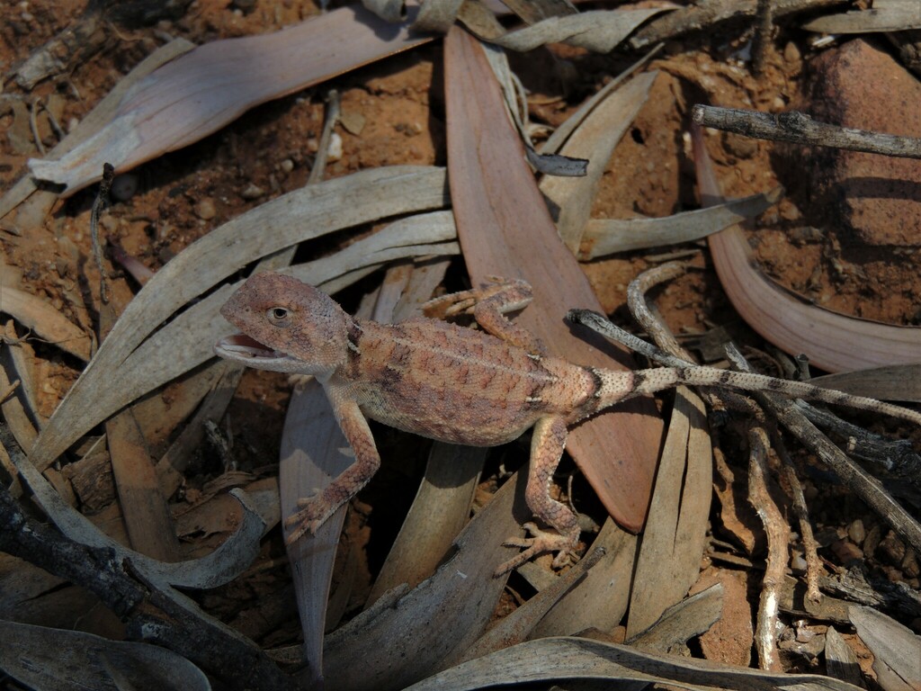 Gibber Earless Dragon from Jundah QLD 4736, Australia on March 20, 2014 ...