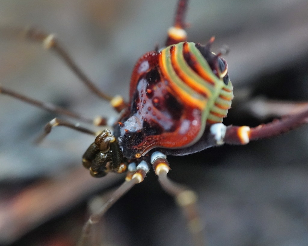 Sadocus asperatus from San Pedro de la Paz, Bío Bío, Chile on July 26 ...