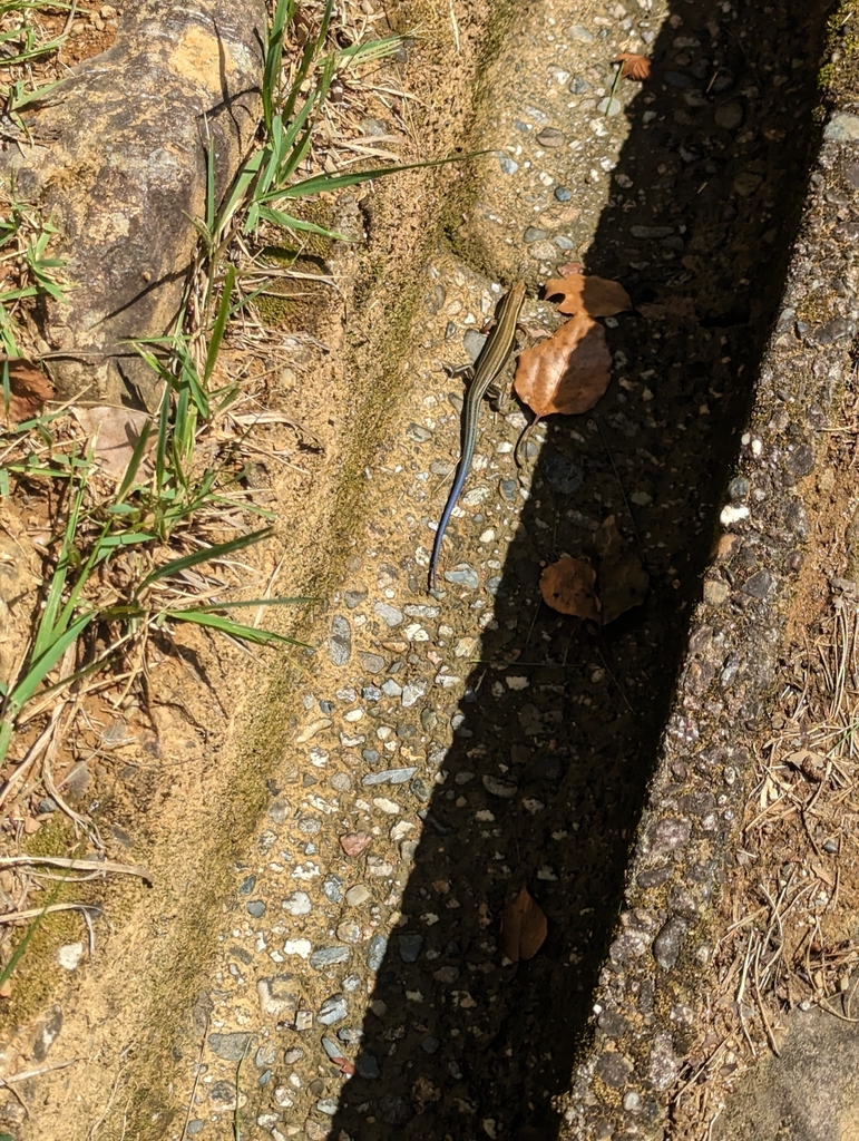 Japanese Skink from 6 Sagakamenoochō, Ukyo Ward, Kyoto, 616-8386, Japan ...