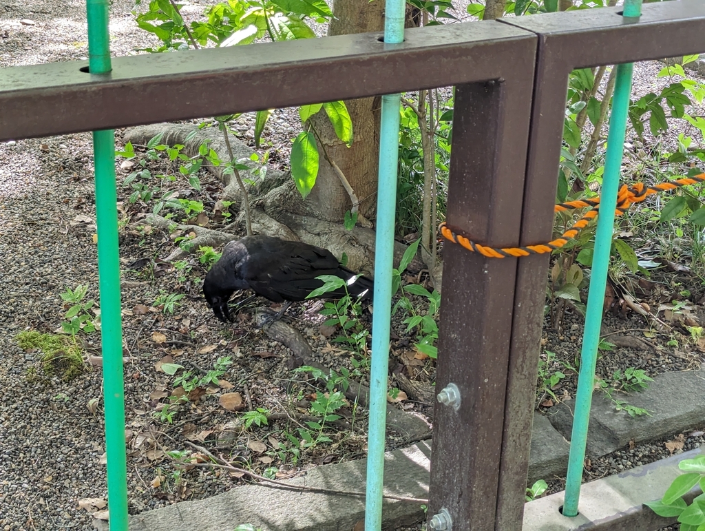 Large-billed Crow from Japan, 〒602-0881 Kyoto, Kamigyo Ward, Kyōtogyoen ...
