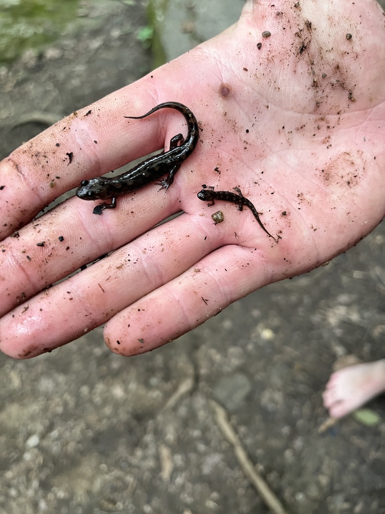 Seal Salamander from Pilot, VA, US on July 30, 2023 at 04:29 PM by ...