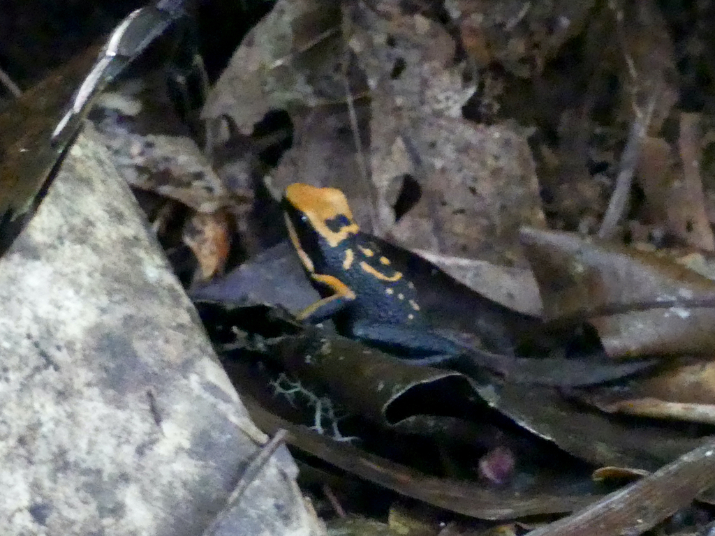 Silverstone's Poison Frog in June 2023 by eamonccorbett · iNaturalist