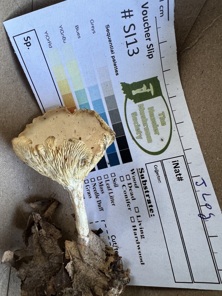 Common Funnel from Elkinsville Rd, Nashville, IN, US on July 29, 2023 ...