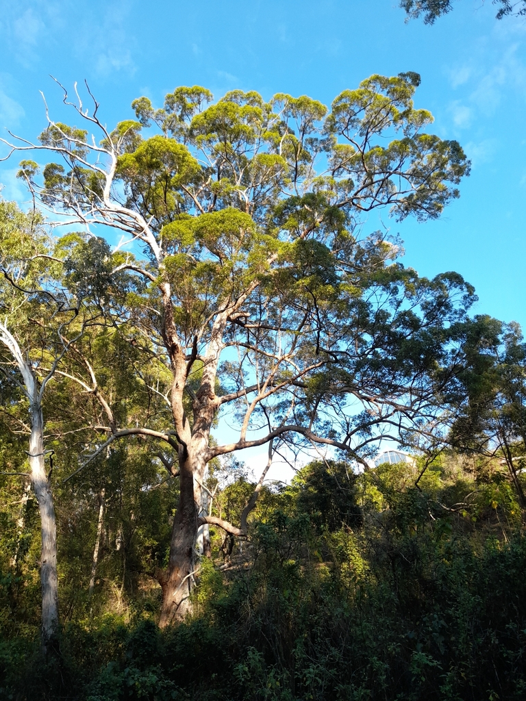 Pink Bloodwood from Mount Mellum QLD 4550, Australia on July 31, 2023 ...