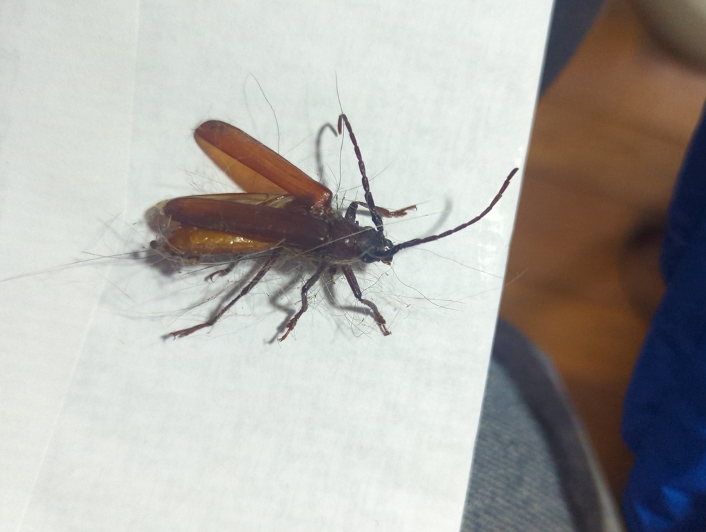 Brown Prionid from Catherine, AL 36728, USA on July 30, 2023 at 07:23 ...