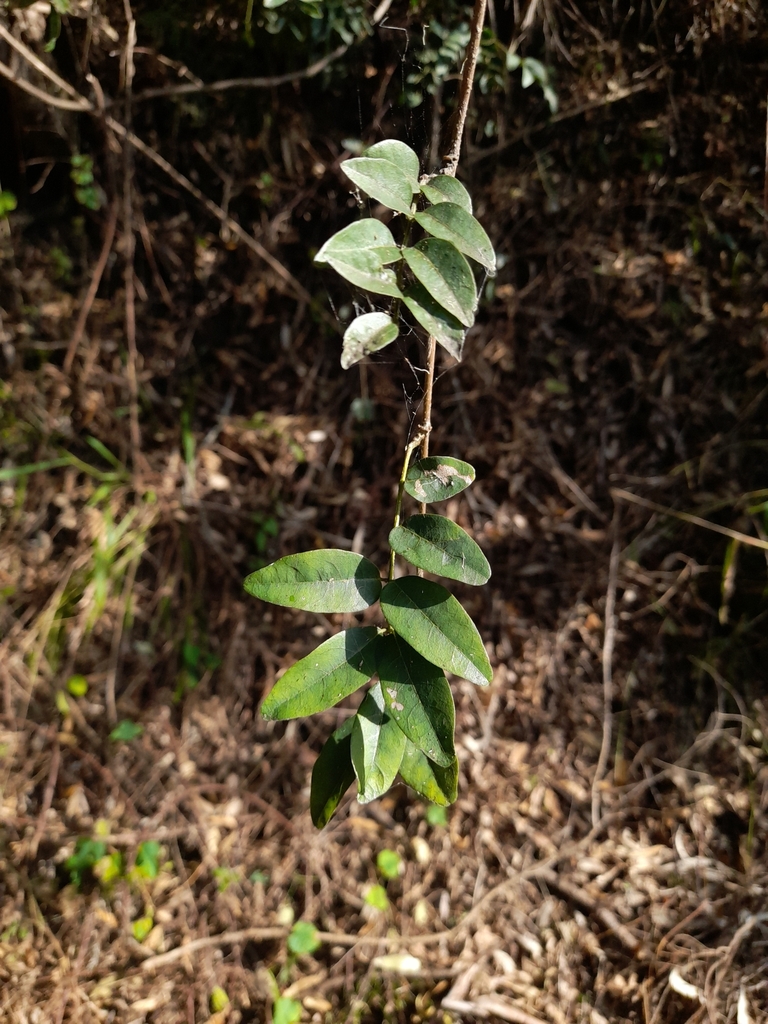 Derris involuta from Mount Mellum QLD 4550, Australia on July 31, 2023 ...