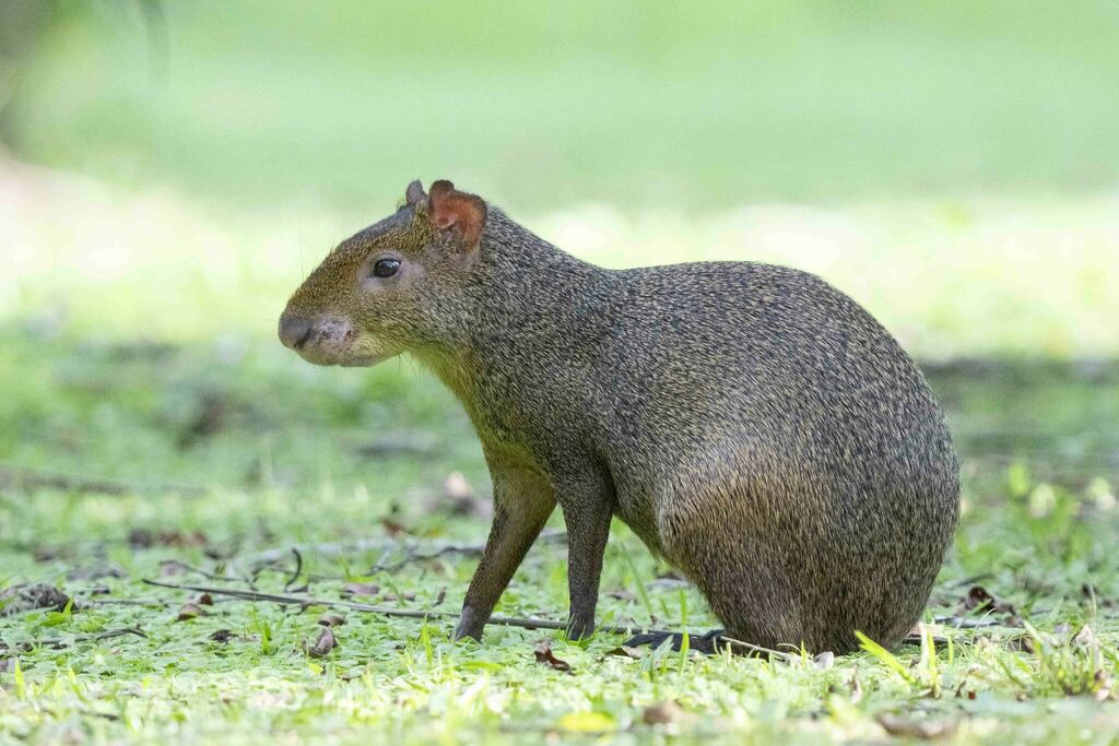 Agoutis and Acouchis (Dasyproctidae) - Know Your Mammals