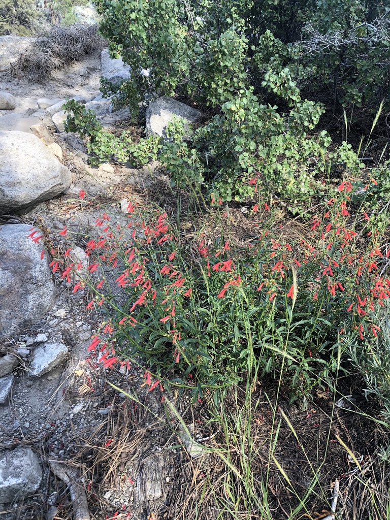 Bridges' penstemon from Inyo National Forest, June Lake, CA, US on July ...