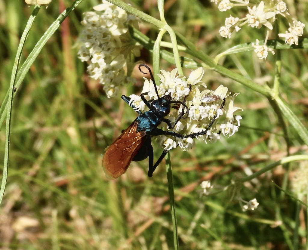 New World Tarantula-hawk Wasps from Carlsbad Caverns National Park ...