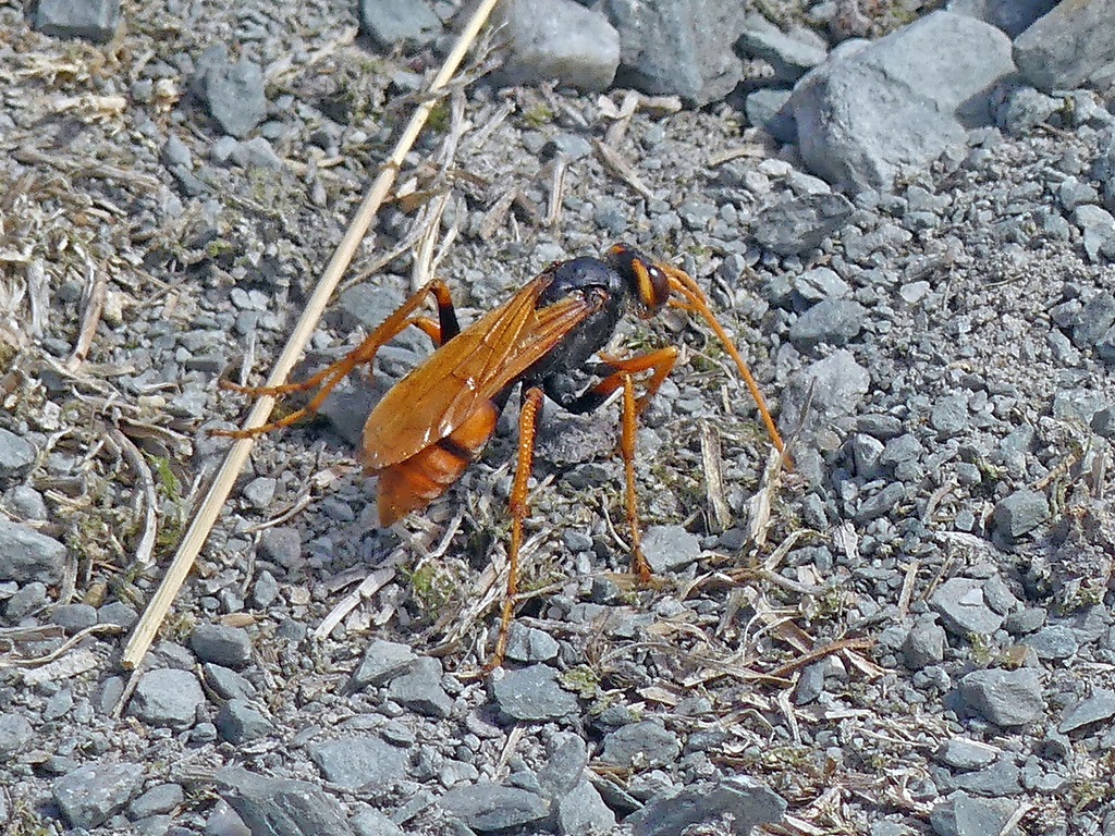 Golden Spider Wasp from Cape Portland, Tasmania, Australia on January ...
