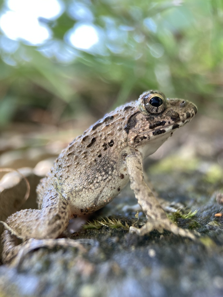 Rice field frog from 和泉町宮下, 安城市, 愛知県, JP on July 31, 2023 at 07:04 AM ...