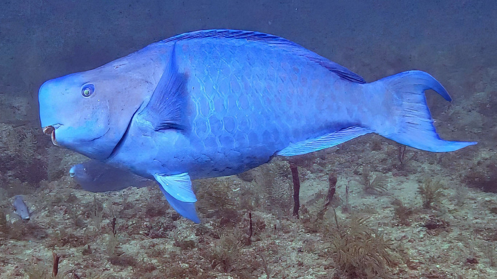 Blue Parrotfish on July 26, 2023 at 02:54 PM by Jamie Holloway ...