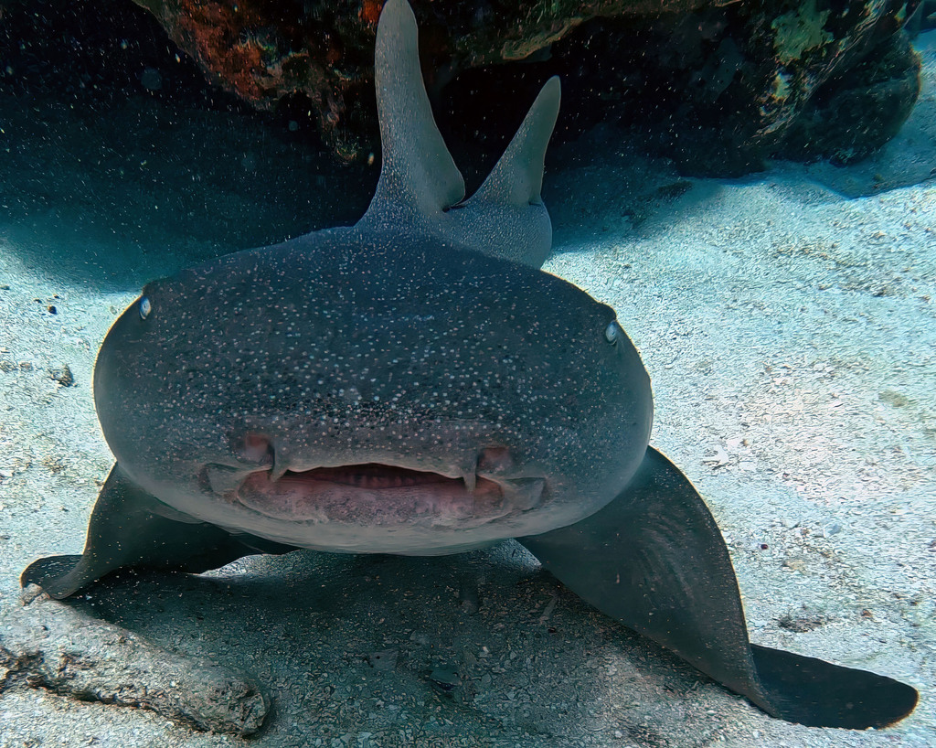 Nurse Shark on July 26, 2023 at 02:54 PM by Jamie Holloway · iNaturalist