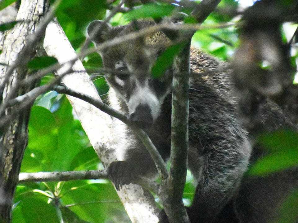 White-nosed Coati from Corozal District, Belize on July 30, 2023 at 05: ...