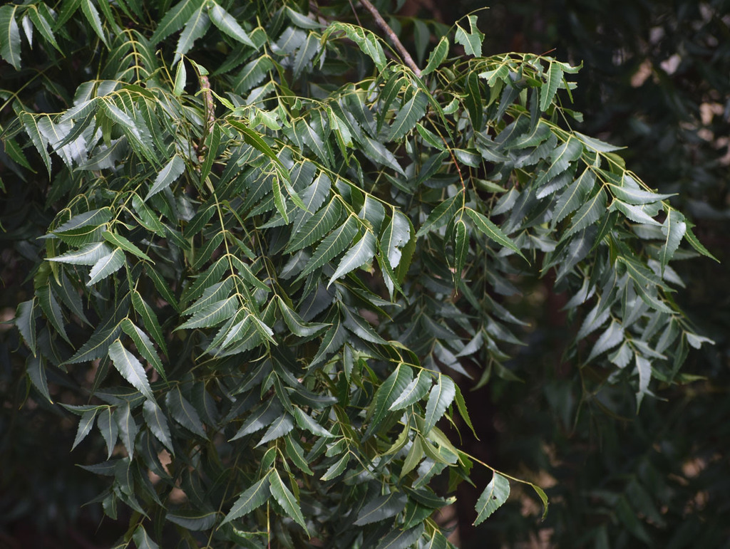 Neem from Lakeland QLD 4871, Australia on June 7, 2023 at 12:23 PM by ...