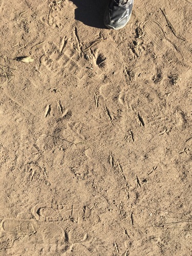 iNaturalist Tracking Database – NatureTracking