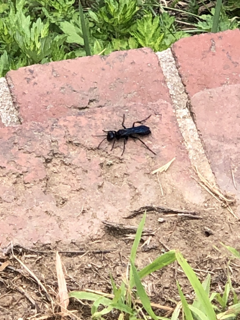 Steel-blue Cricket-hunter Wasp from Governors Island National Monument ...