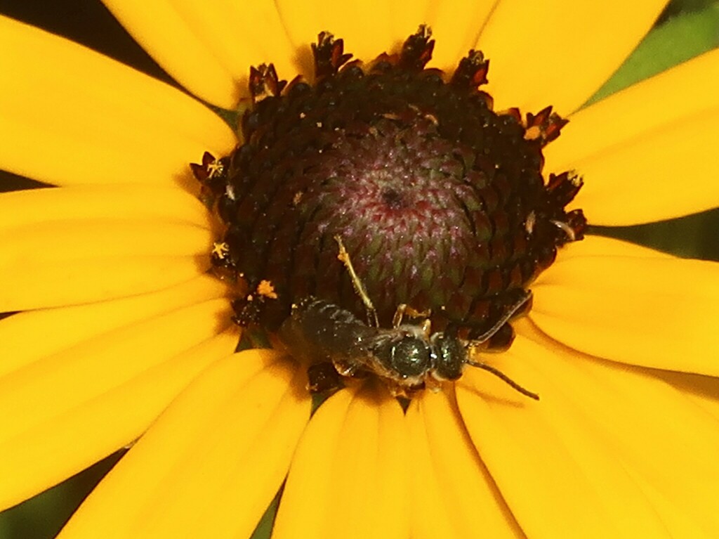 Confusing Furrow Bee from St. Catharines, ON, Canada on July 30, 2023 ...