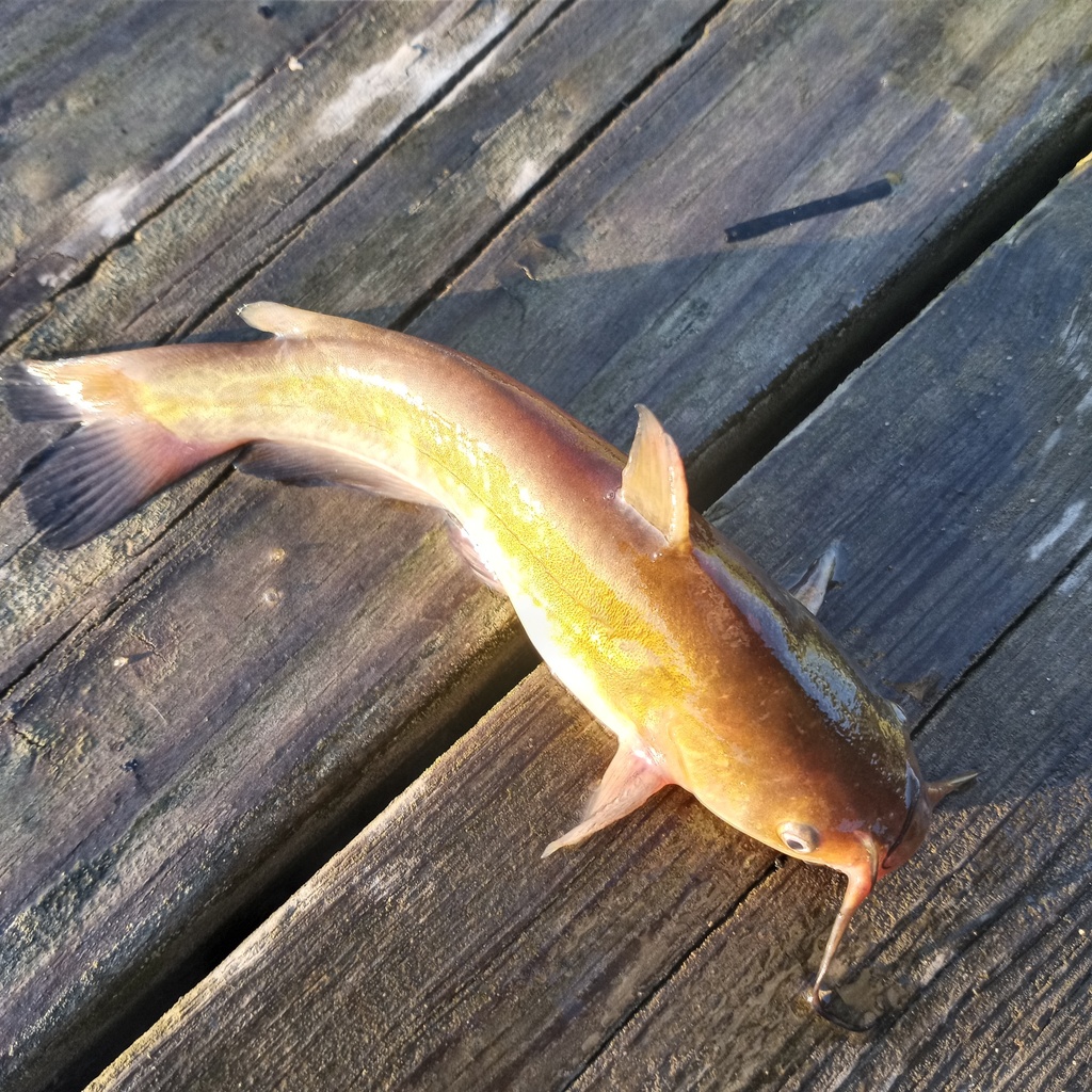 Brown Bullhead from Caroline County, MD, USA on July 30, 2023 at 07:31 ...