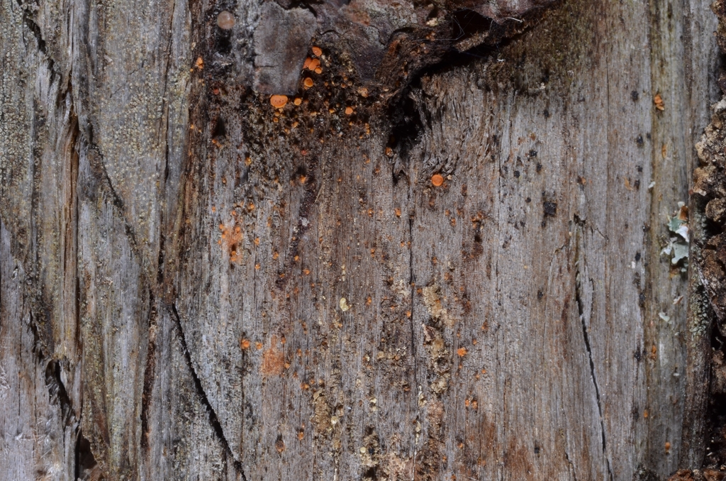 Zythia resinae from Старицкий р-н, Тверская обл., Россия on September ...