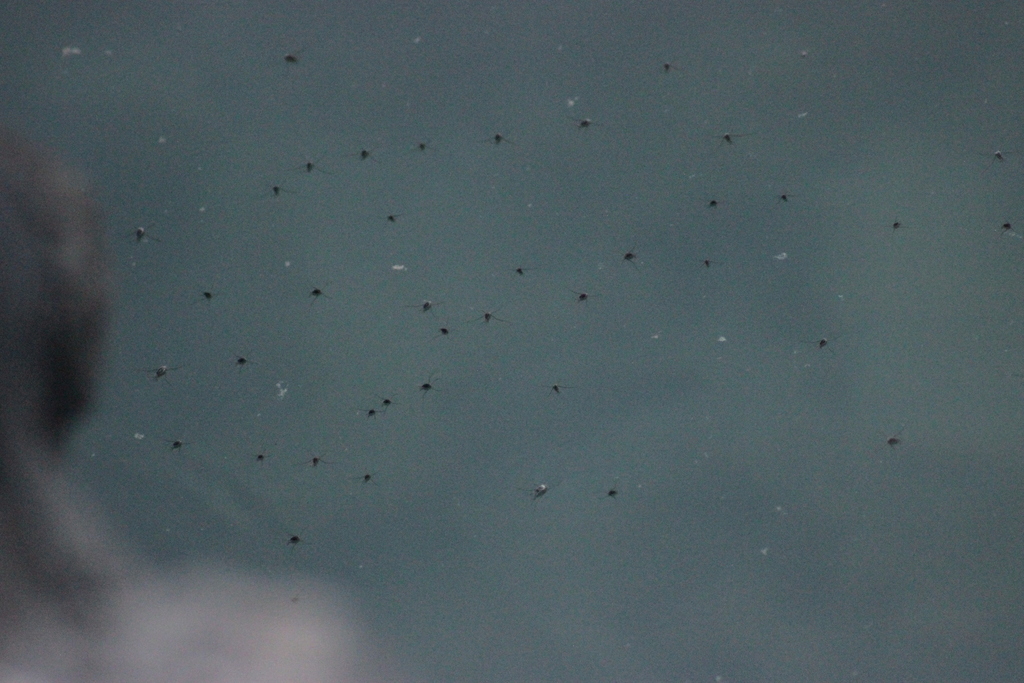 Sea Skaters from Santa Cruz, Ecuador on July 16, 2023 at 04:47 PM by TC ...