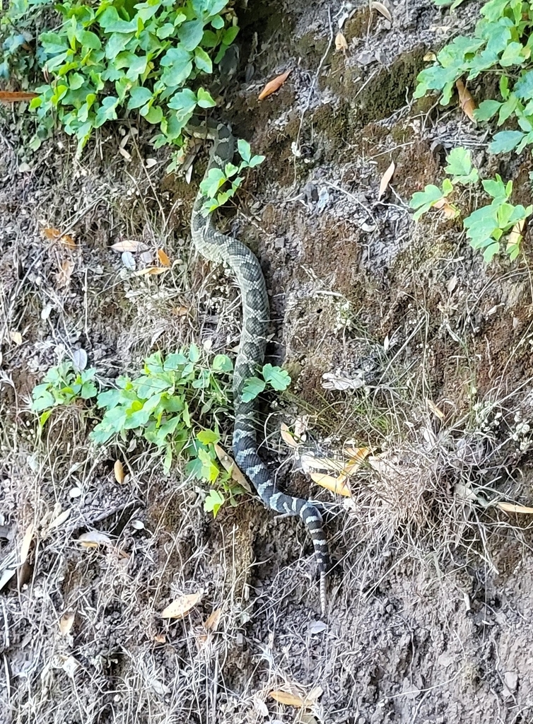 Northern Pacific Rattlesnake from San Jose, CA 95120, USA on July 30 ...