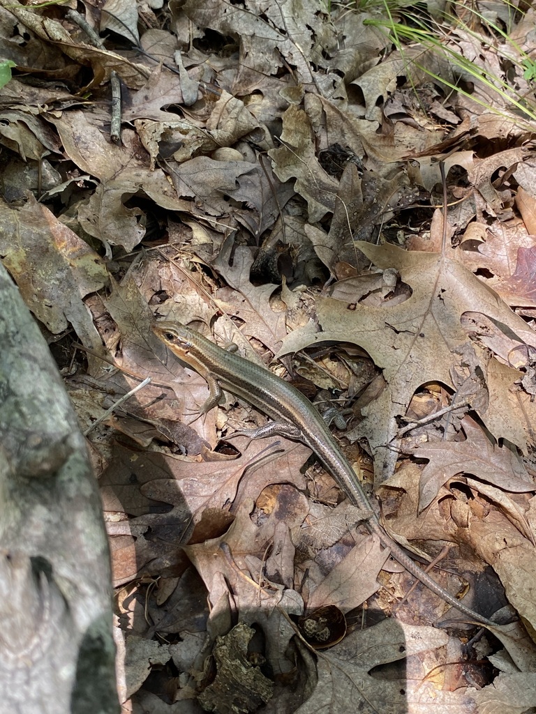Toothy Skinks in July 2023 by jim · iNaturalist