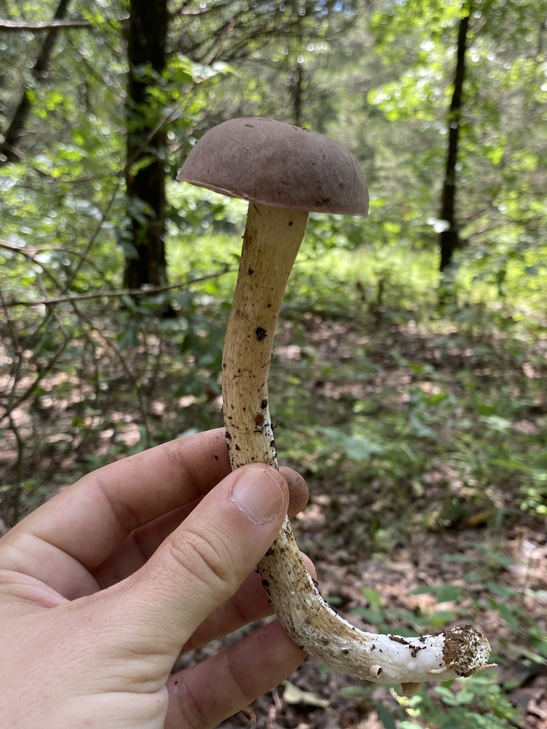 Tylopilus in July 2023 by jim · iNaturalist