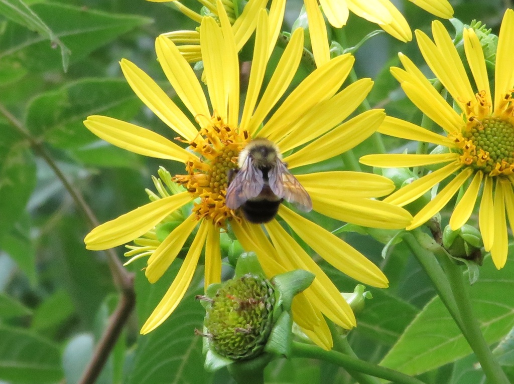 Rusty-patched Bumble Bee in July 2023 by wmct276 · iNaturalist
