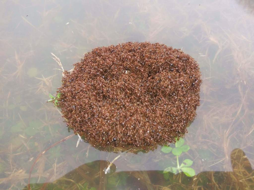 Red Imported Fire Ant from Roswell, GA, USA on December 28, 2018 at 03: ...