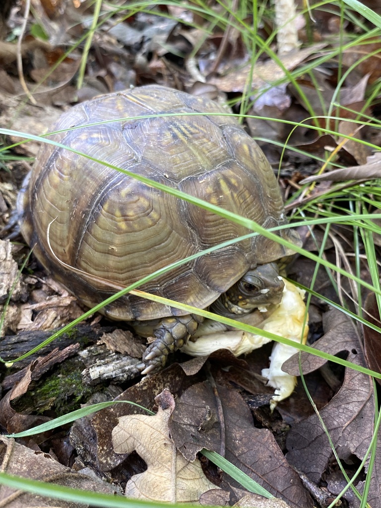 Three-toed Box Turtle in July 2023 by jim. Eating mushrooms · iNaturalist